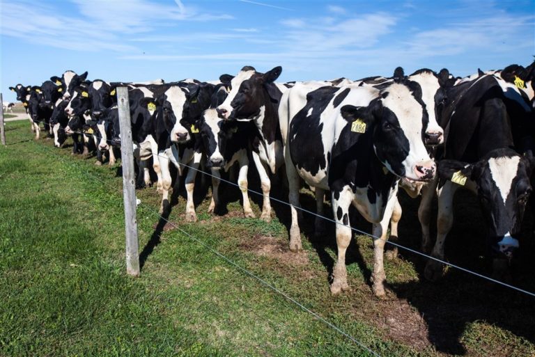 NUTRIÇÃO PARA GADO LEITEIRO: CONHEÇA AS MELHORES PRÁTICAS DO MERCADO 2025