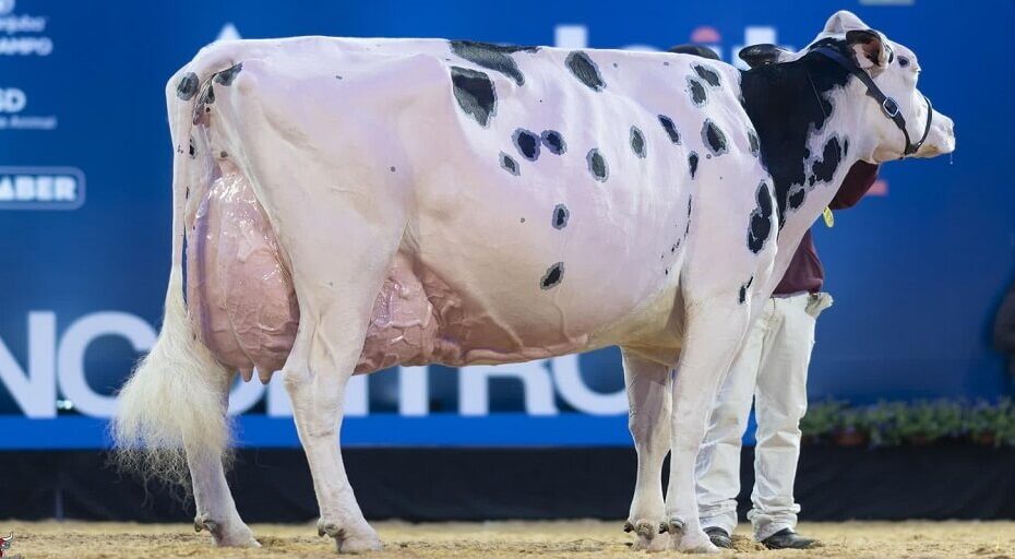 Vaca Holandesa é Campeã Suprema Das Raças Do Agroleite 2024