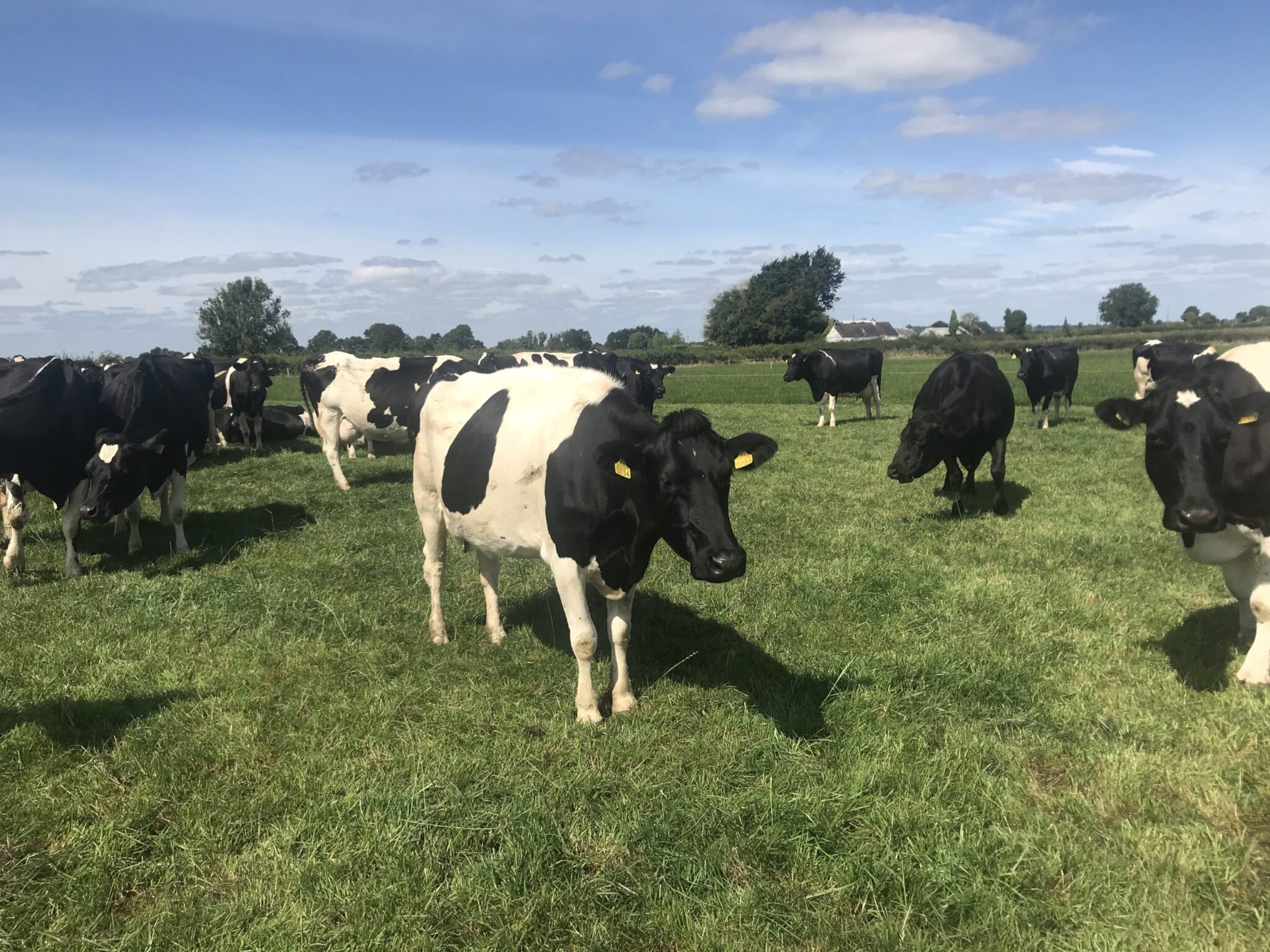 Um Retorno às Vacas Em Co. Tipperary 2025