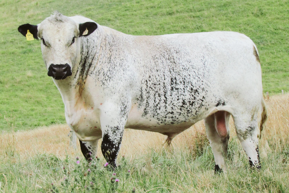 Mega Raça Chega Ao País E Quer Mudar O Setor 2025