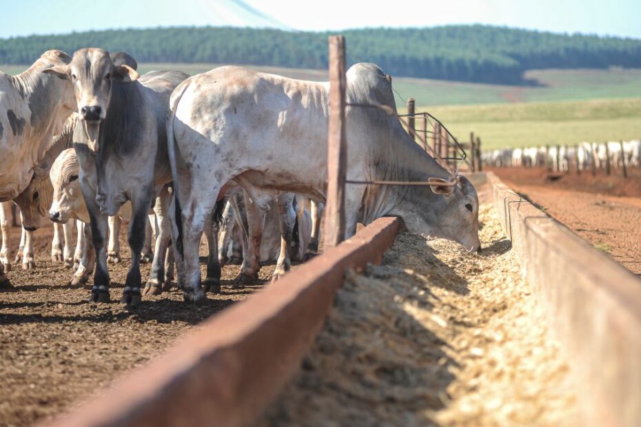 Nelore: Tudo O Que Você Precisa Saber Sobre A Raça 2023