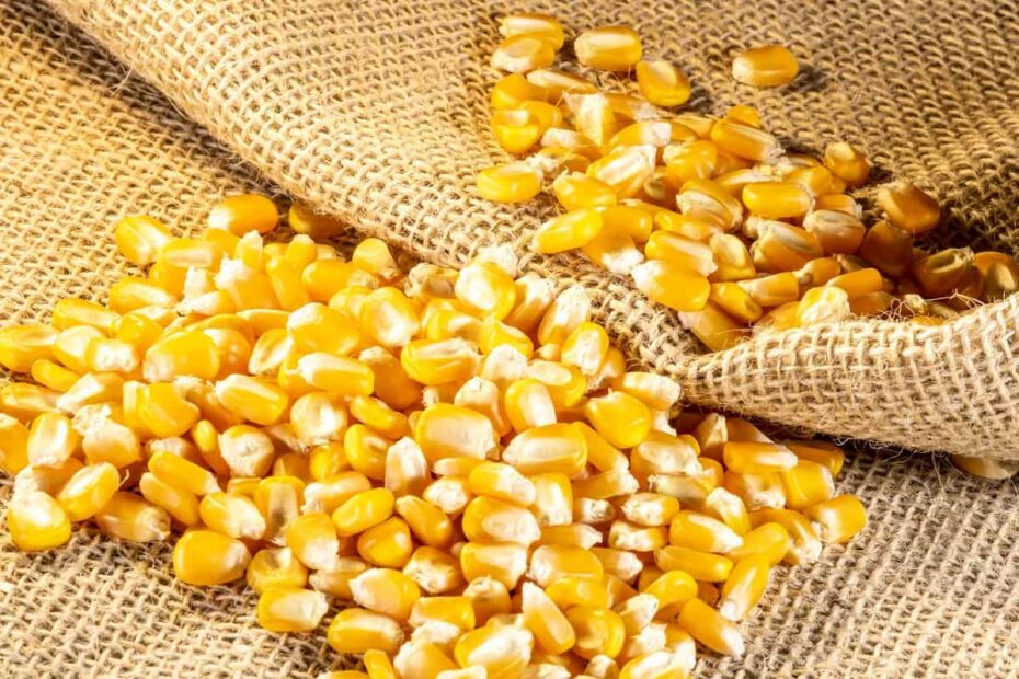 Silagem De Milho Grão Reidratado 2025