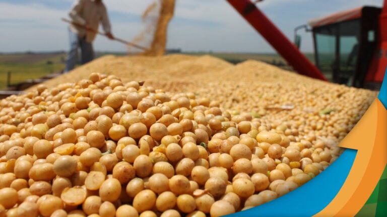 Caramuru Alimentos Lança O Selo E A Certificação “Padrão Sustentar” 2025