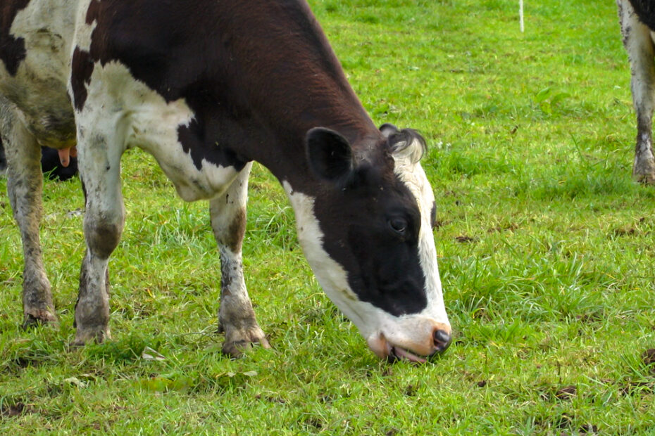 GDT Appoints Charlie Hyland As New Chair Of Board 2023