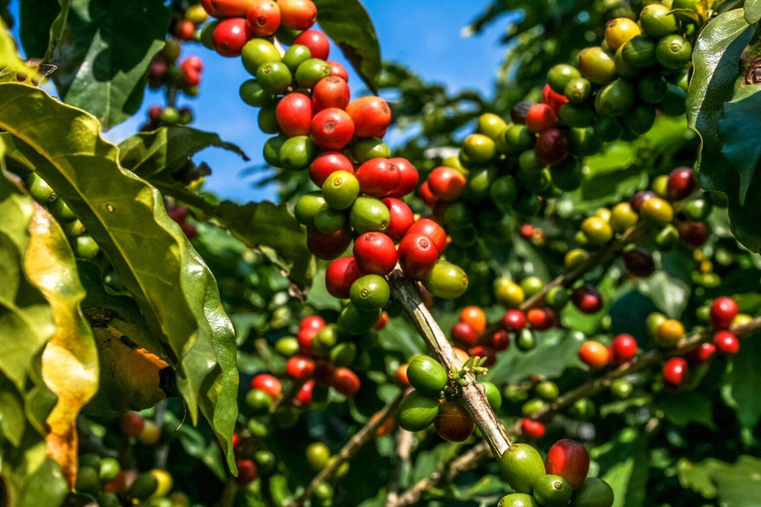 10 Curiosidades Do Pé De Café 2026