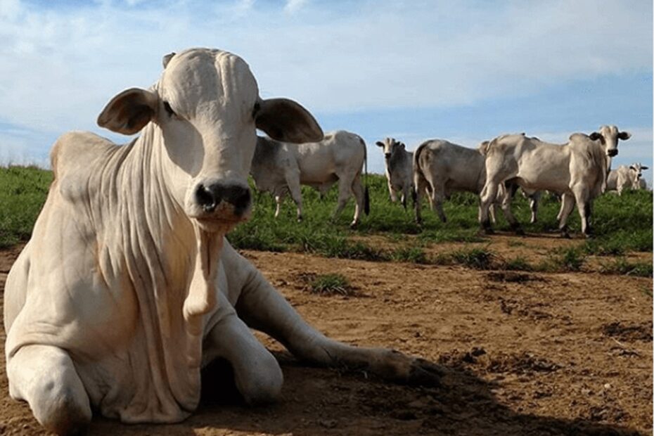 MAPA Confirma Caso Suspeito Do Mal Da "vaca Louca" No Pará 2023