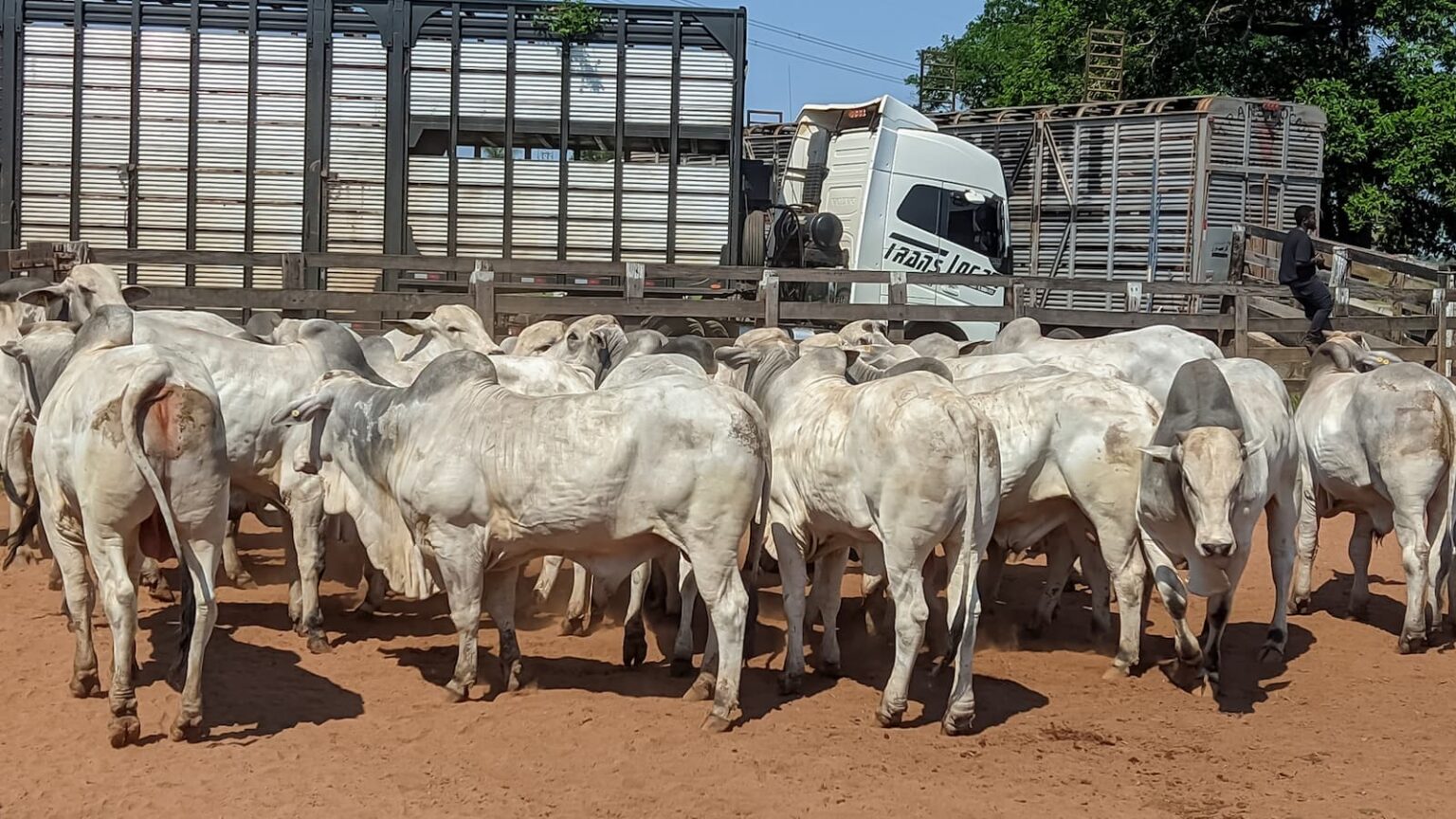 Mercado Do Boi 17 De Março 2023 2025