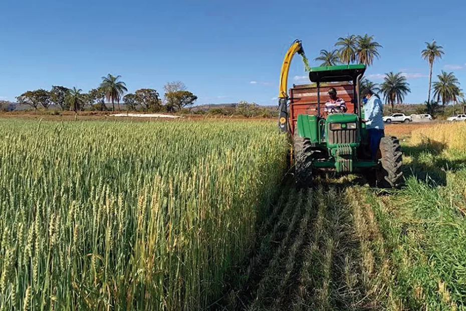 Nova Cultivar De Trigo Para Silagem 2023