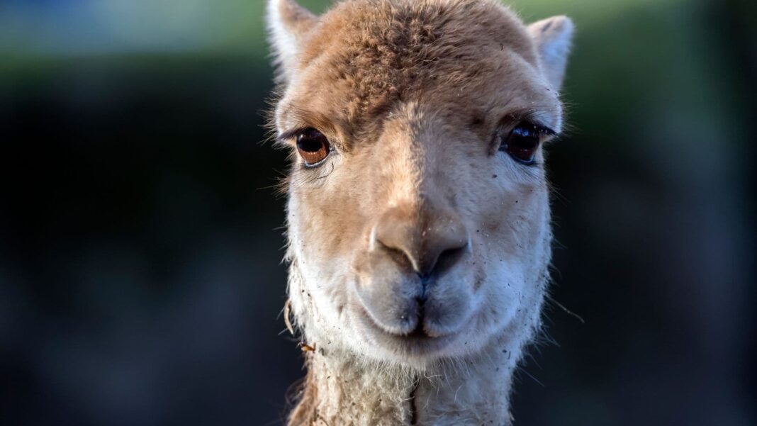 Vicunha, O Animal Sul-americano Com A Lã Mais Cara Do Mundo 2025