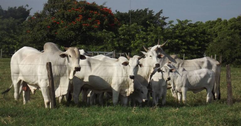 A Monta Natural Ainda é Considerada Como A Número 1? 2025