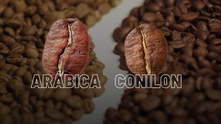 Qual é A Diferença Entre O Café Arábica E O Café Conilon? 2025