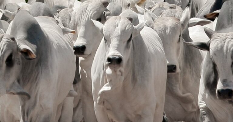 Qual é O Resultado Do PNAT 2023 Apresentado Pela ABCZ No Portal DBO? 2025