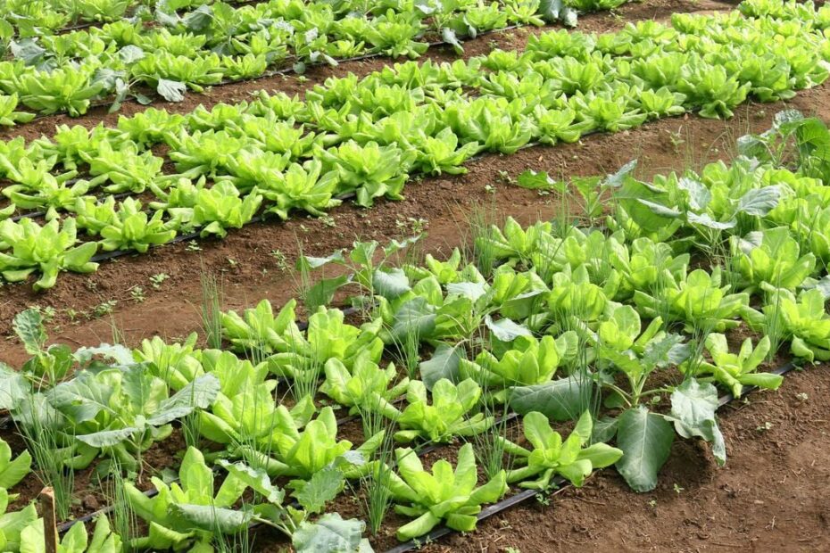 Sistema De Plantio Direto Alivia Os Impactos Do Calor Em Hortaliças? 2024