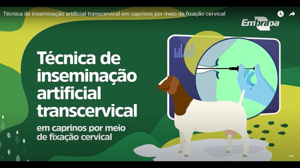 Técnica De Inseminação Artificial Transcervical Em Caprinos Por Meio De ...