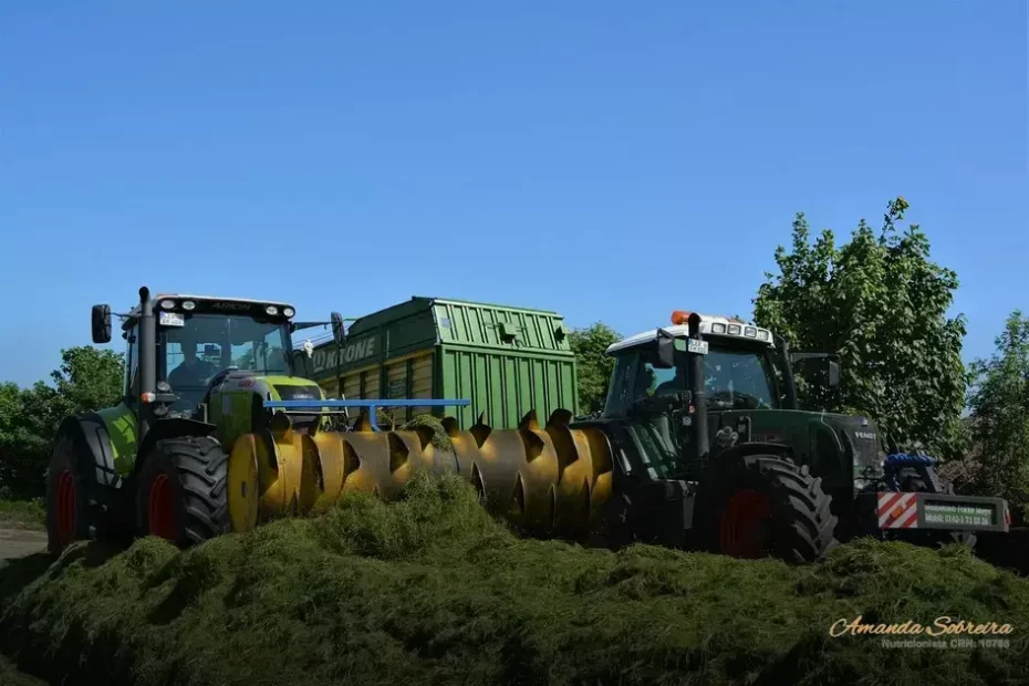 Guia Completo: Conservação De Forragem De Milho