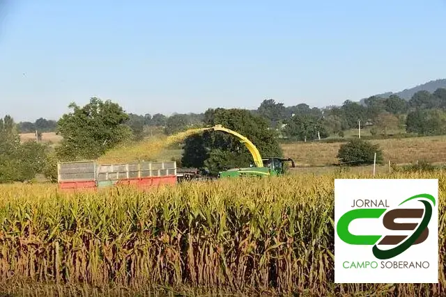 Silagem: Importância Na Pecuária Moderna 2025