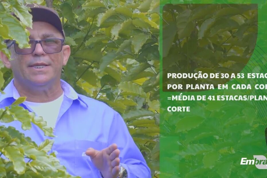 Jardim Clonal Vertical Embrapa Rondônia 2024