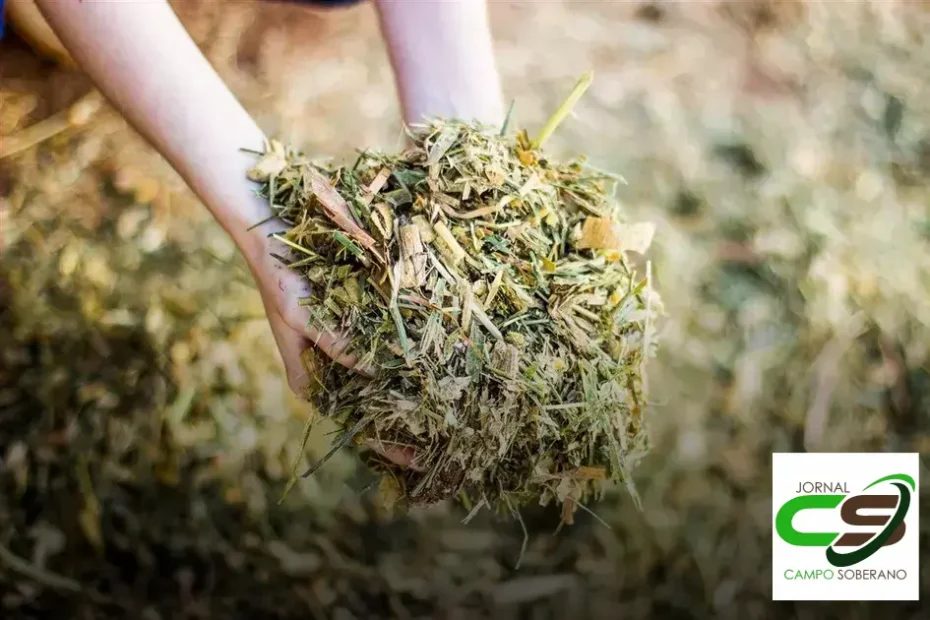 Venda De Sementes De Mega Sorgo Santa Elisa Para Silagem Em Nova ...