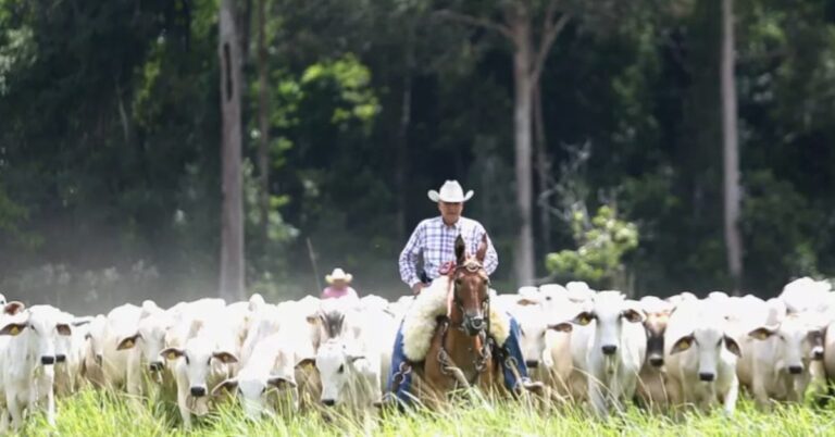 Boi No Pasto: Chuvas De Março Impactam Negociações Pecuaristas • Portal ...