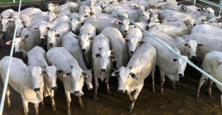 Nelore: Novilhas Com Padrão De Peso E Acabamento Impecáveis Em MT. 2025