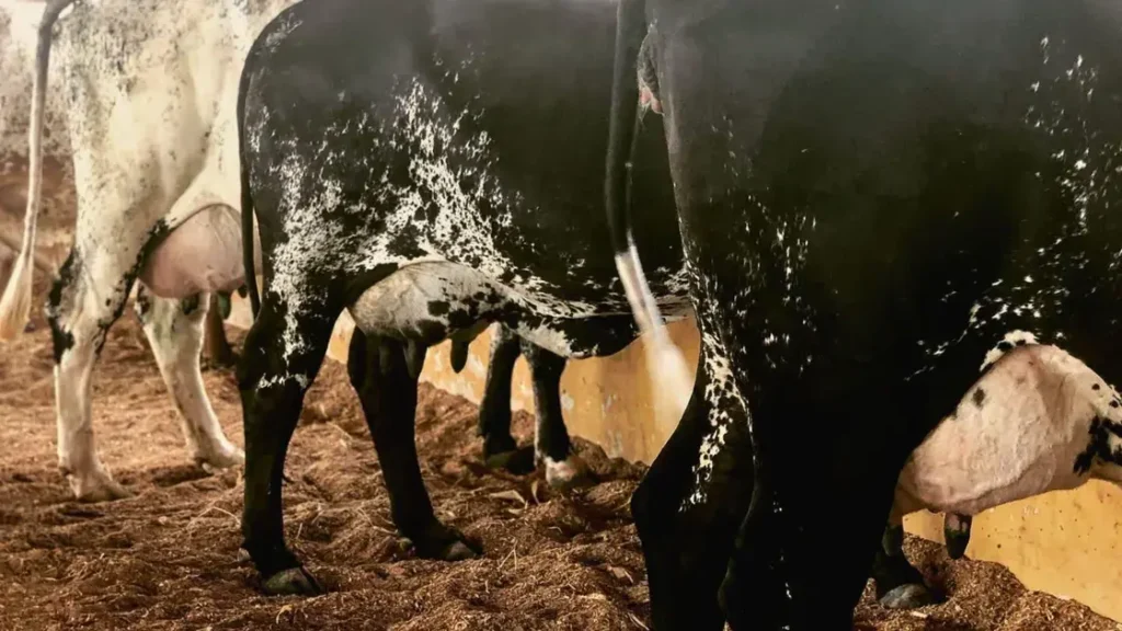"Descubra 7 Vantagens Incríveis Da Raça Girolando Na Produção De Leite"
