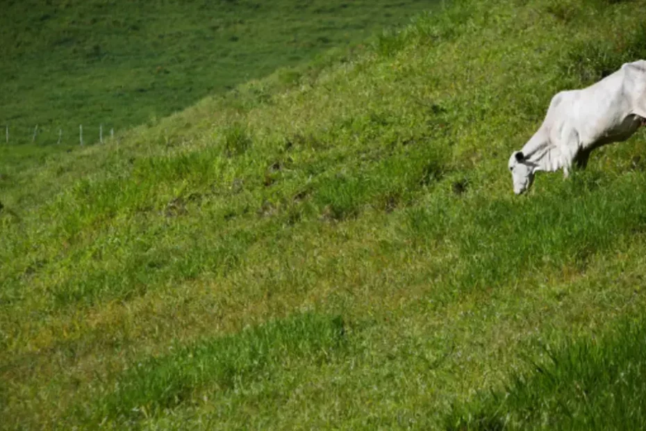 Aprenda A Escolher A Melhor Brachiaria Para áreas De Morro | Guia ...