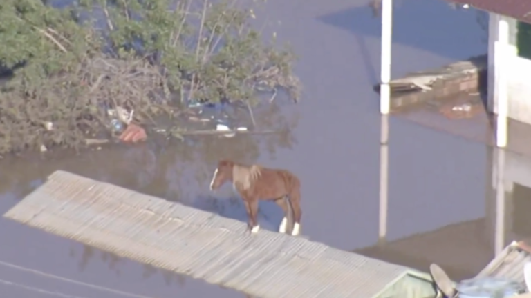 Cavalo Sobrevive Após Ficar Ilhado No Telhado 2025